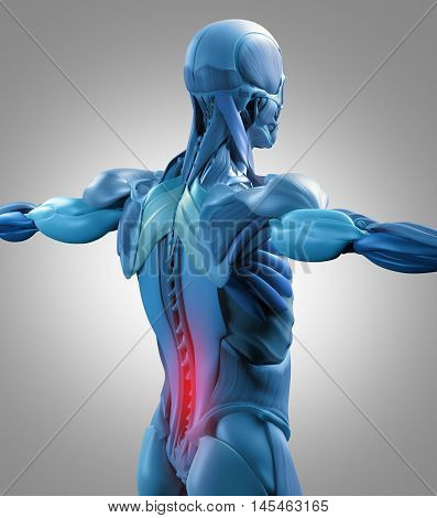 Human Anatomy Muscle Image & Photo (Free Trial) | Bigstock