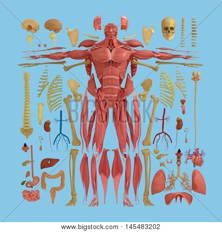 Human Anatomy Flat Lay Image & Photo (Free Trial) | Bigstock