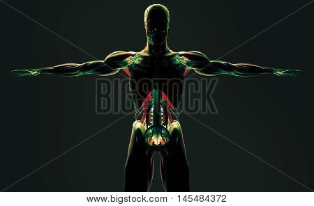 Human Anatomy Upper Image & Photo (Free Trial) | Bigstock