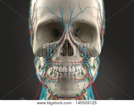 Human Anatomy Face Image & Photo (Free Trial) | Bigstock