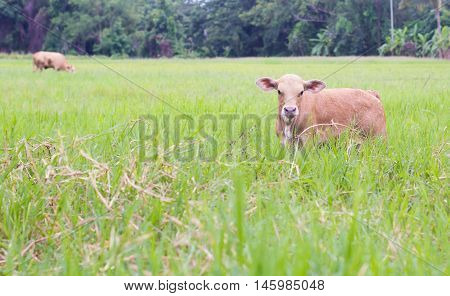Brown Cow Paddy Field Image & Photo (Free Trial) | Bigstock