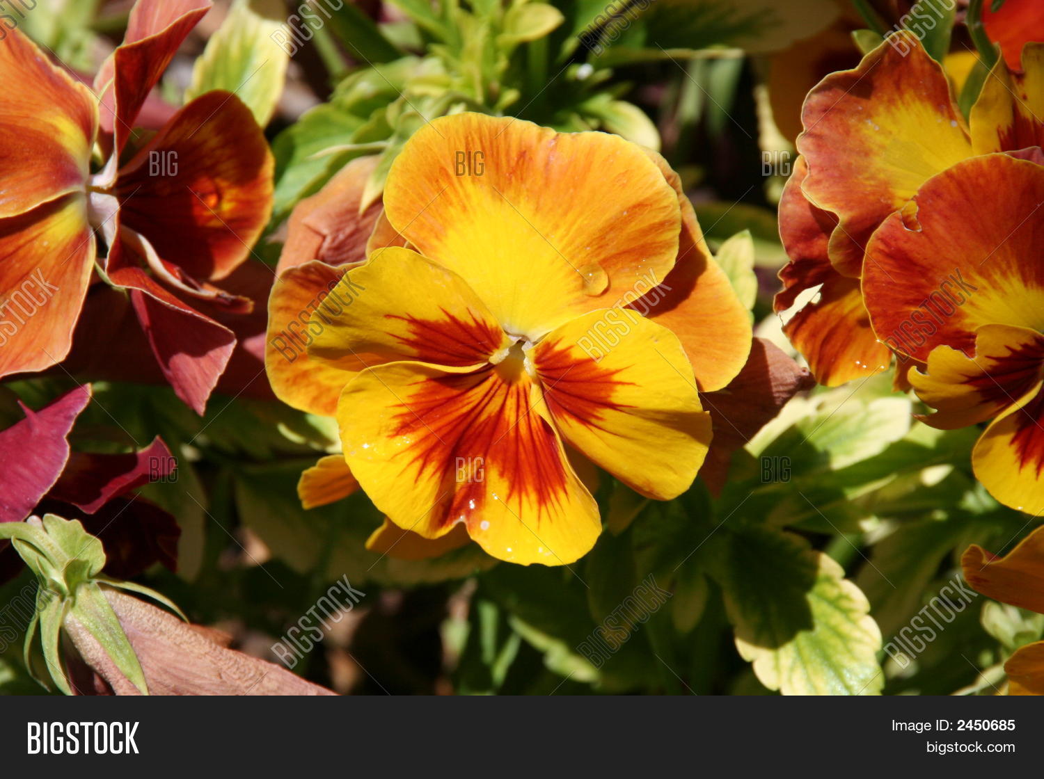 Panzy 01 Image & Photo (Free Trial) | Bigstock