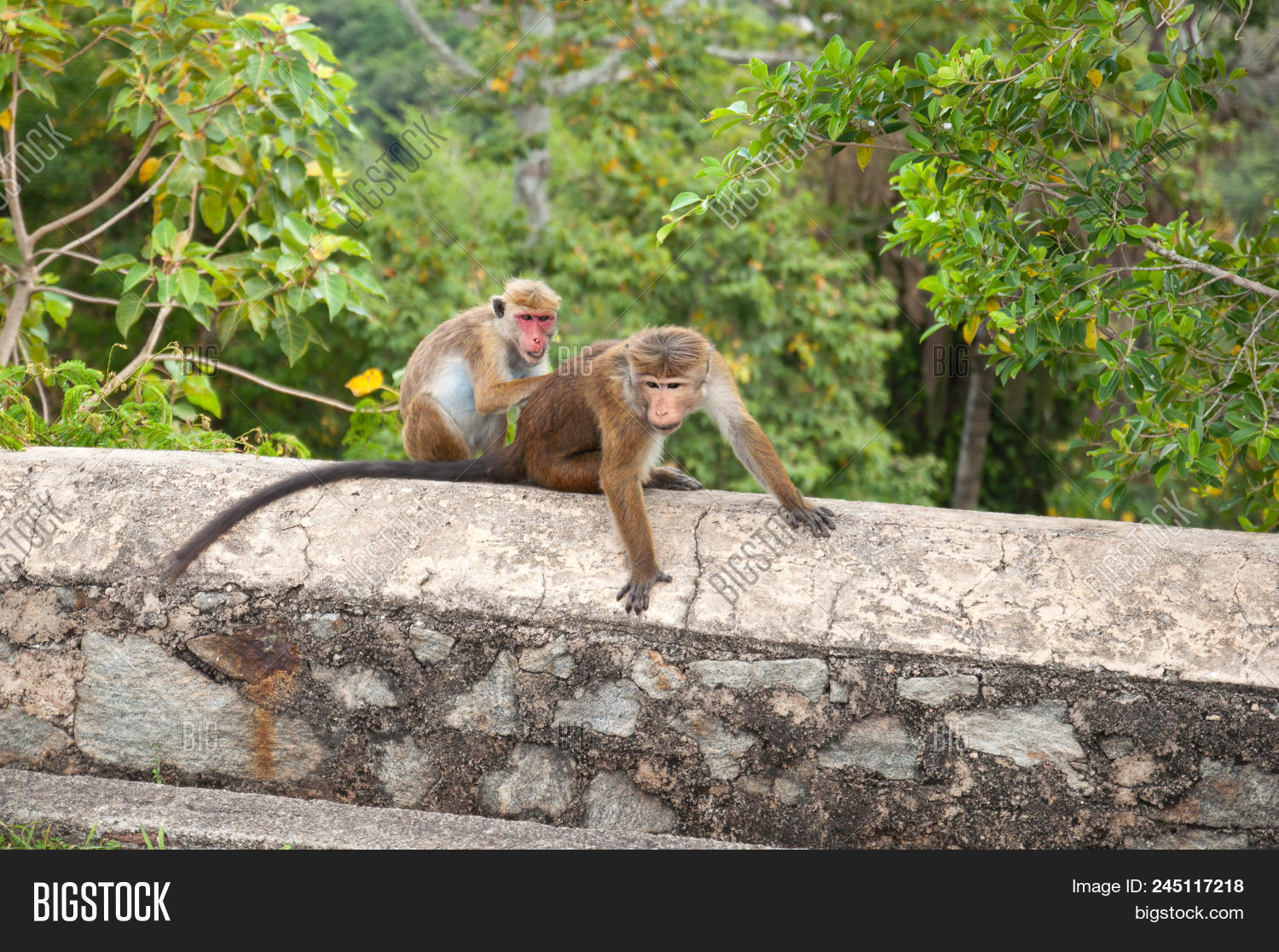 Female Toque Macaque Image & Photo (Free Trial) | Bigstock