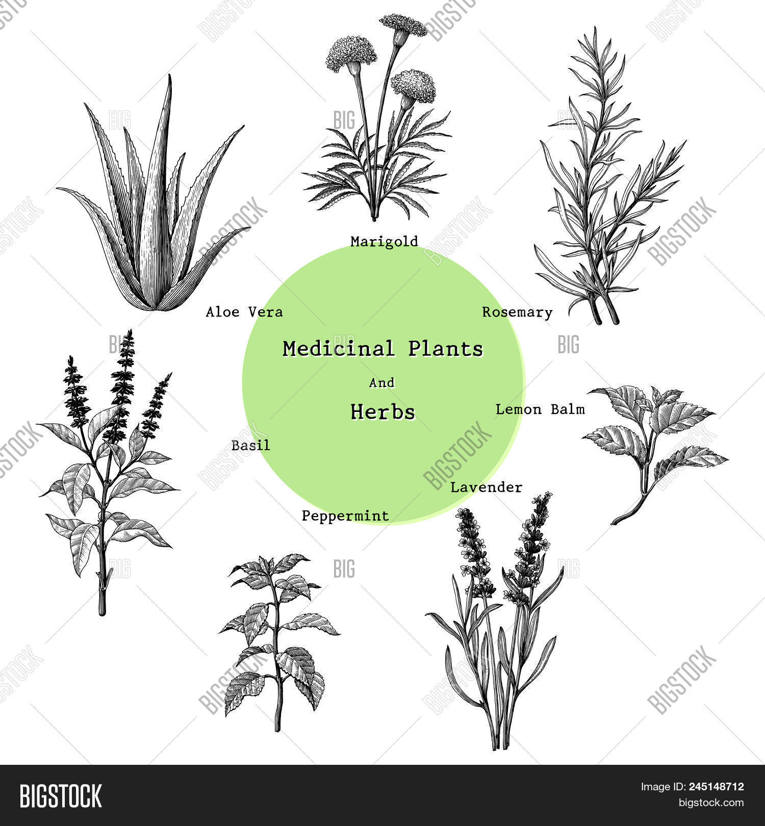 Medicinal Plants Vector & Photo (Free Trial) | Bigstock