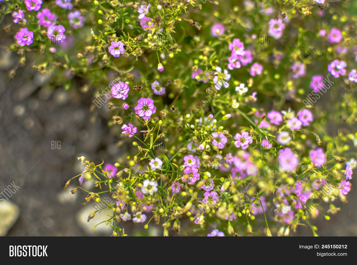 Alyssum Pink, Rose Image & Photo (Free Trial) | Bigstock