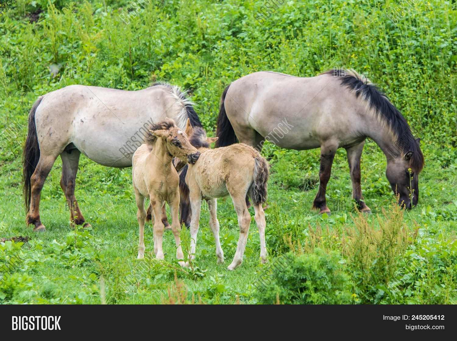 Young Wild Konik Horse Image & Photo (Free Trial) | Bigstock