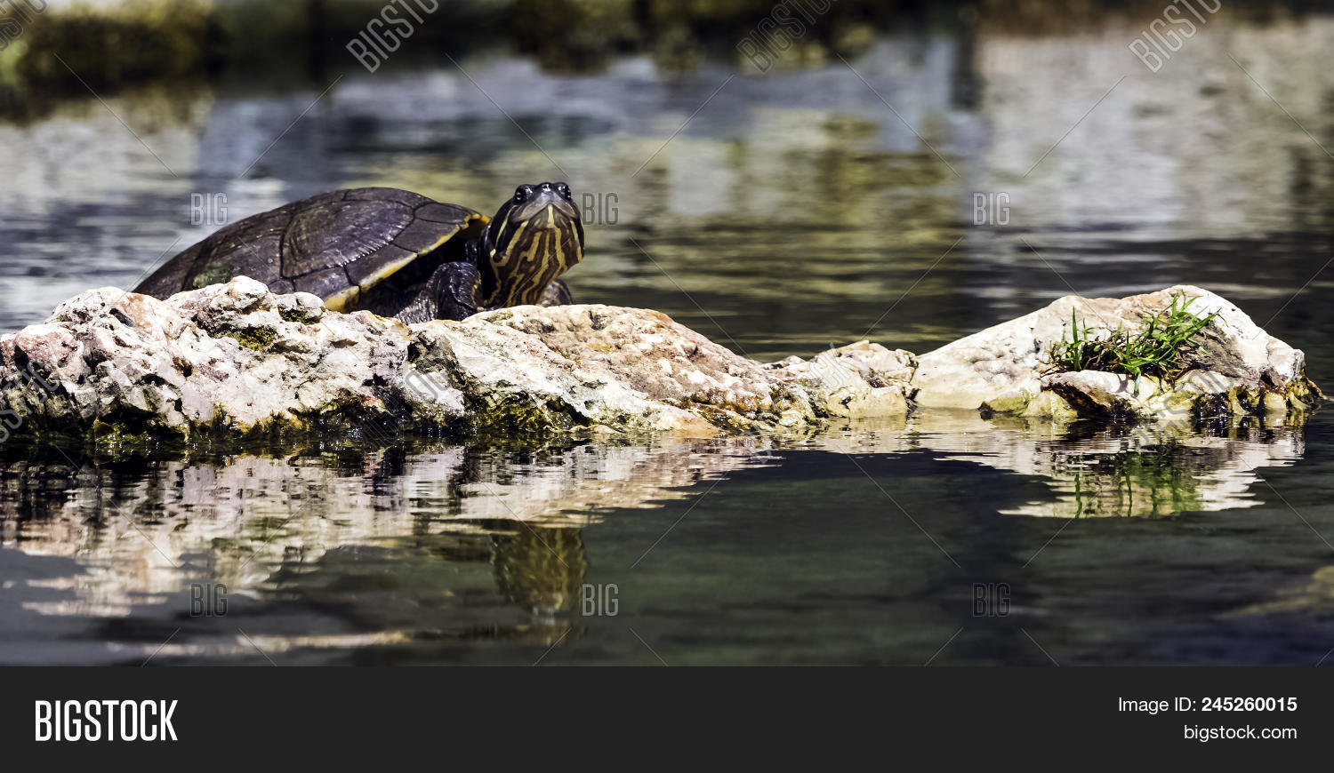 Cuban Slider ( Image & Photo (Free Trial) | Bigstock