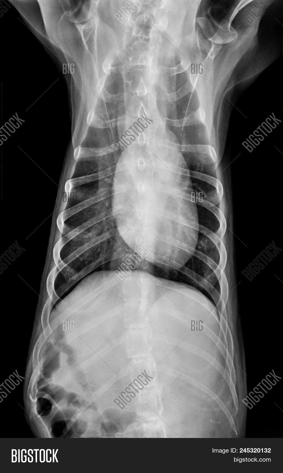 X-ray Film Dog Lateral Image & Photo (Free Trial) | Bigstock