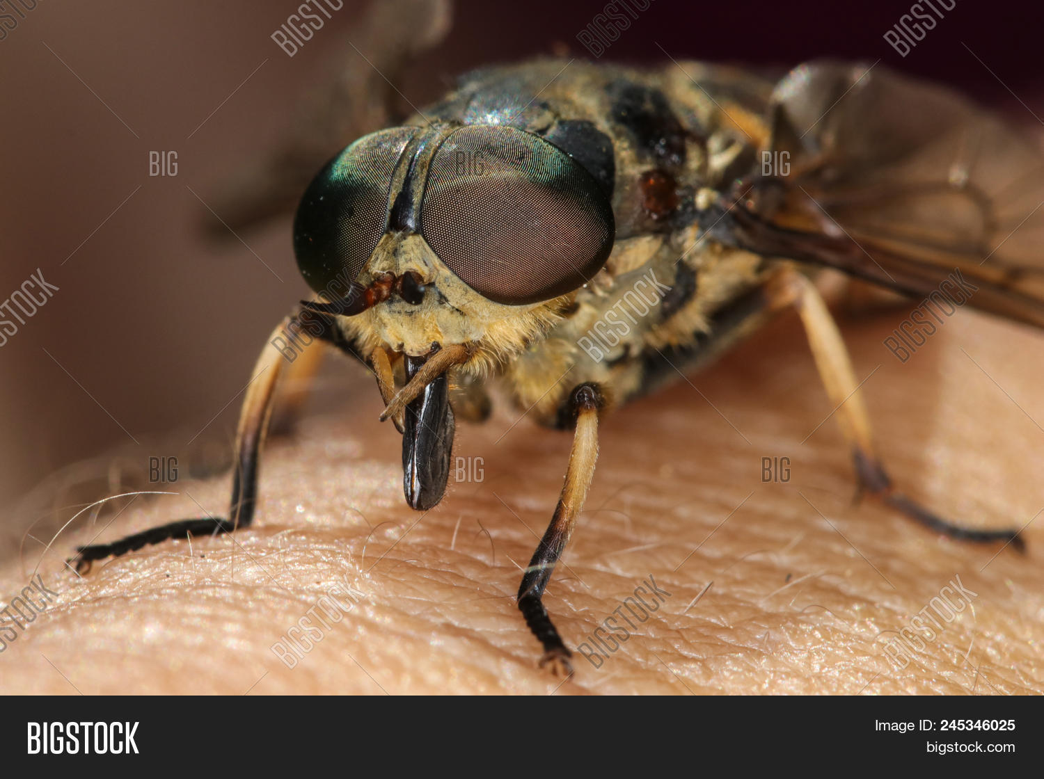 Gadfly, Tabanus Image & Photo (Free Trial) | Bigstock