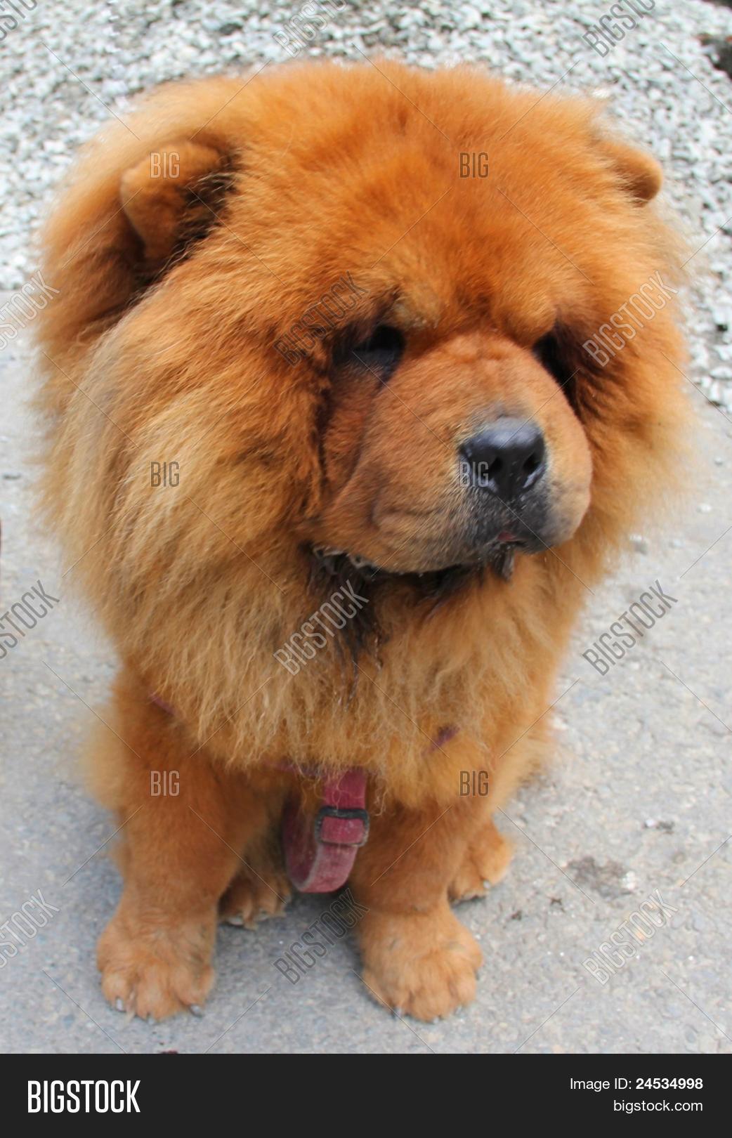 Mountain Lion Dog Image & Photo (Free Trial) | Bigstock