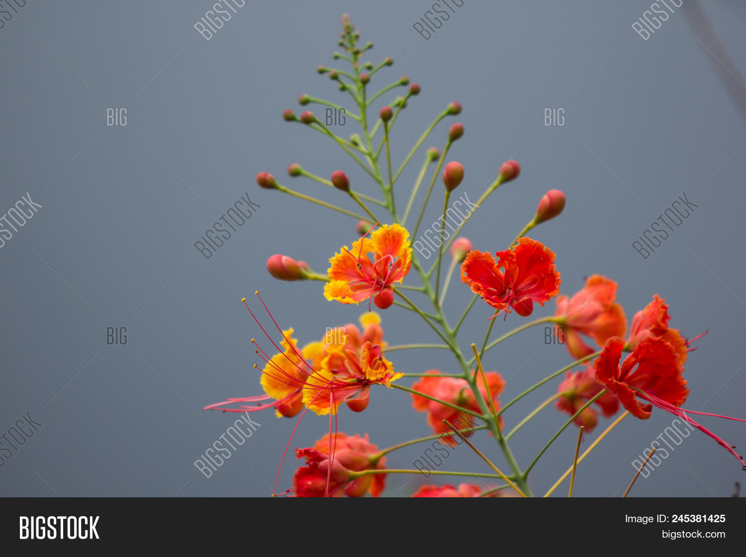Red Flamboyant Flower Image & Photo (Free Trial) | Bigstock