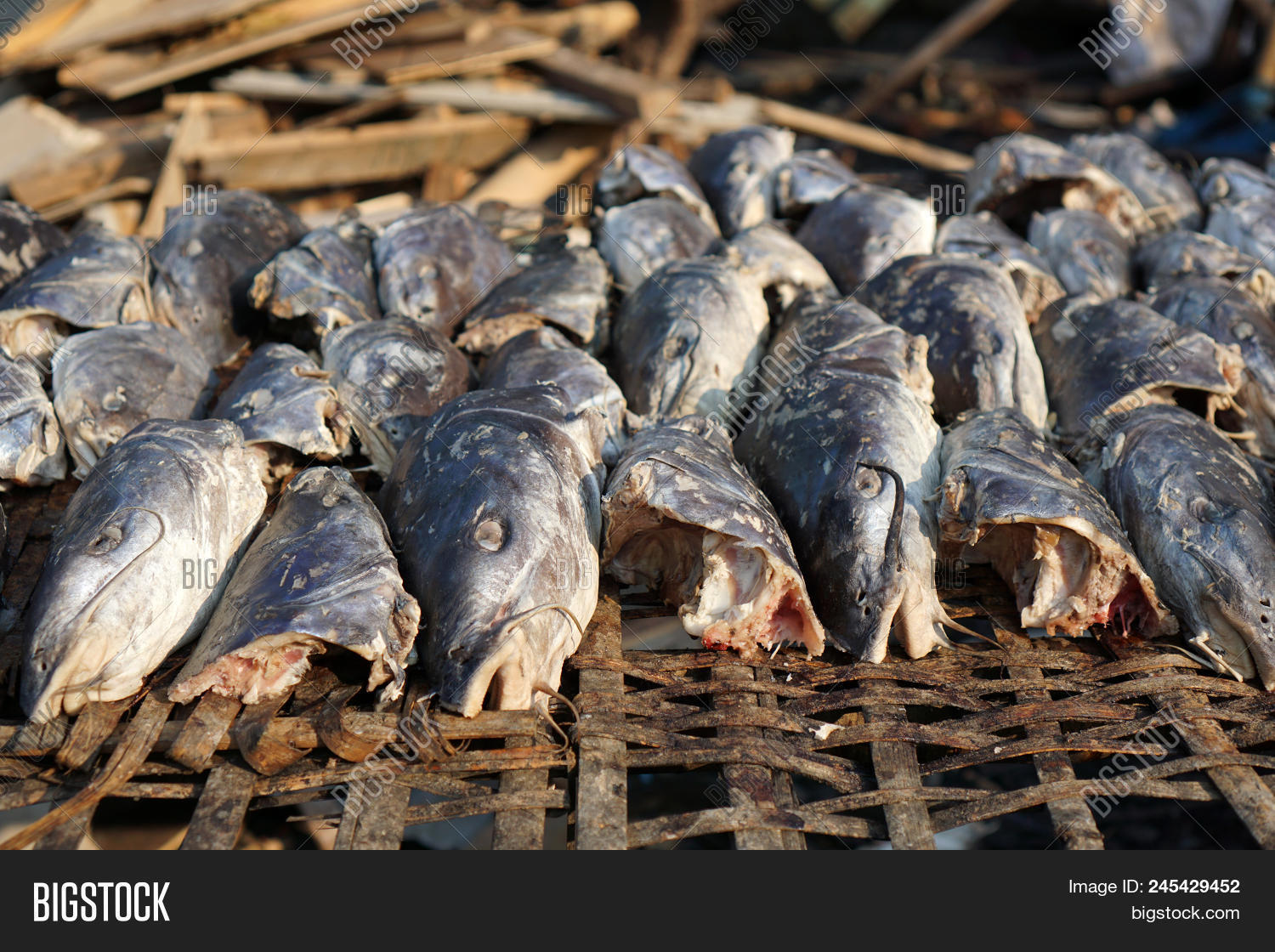 Sea Catfish Species Image & Photo (Free Trial) | Bigstock