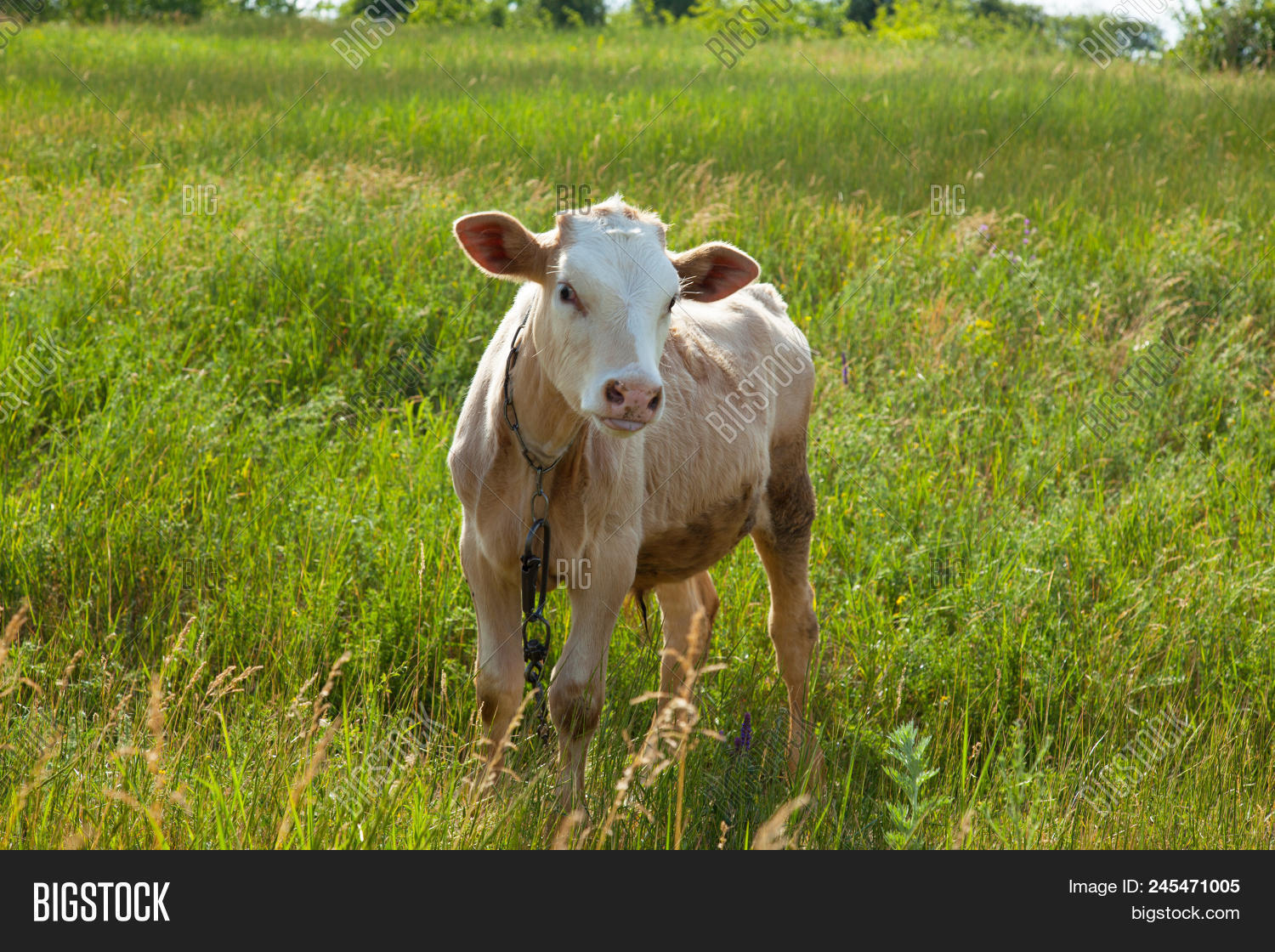 Light Bull Pasture Image & Photo (Free Trial) | Bigstock