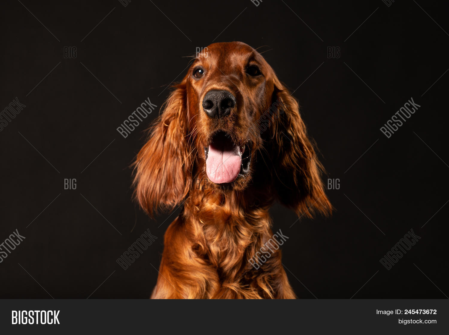 Portrait Irish Setter Image & Photo (Free Trial) | Bigstock