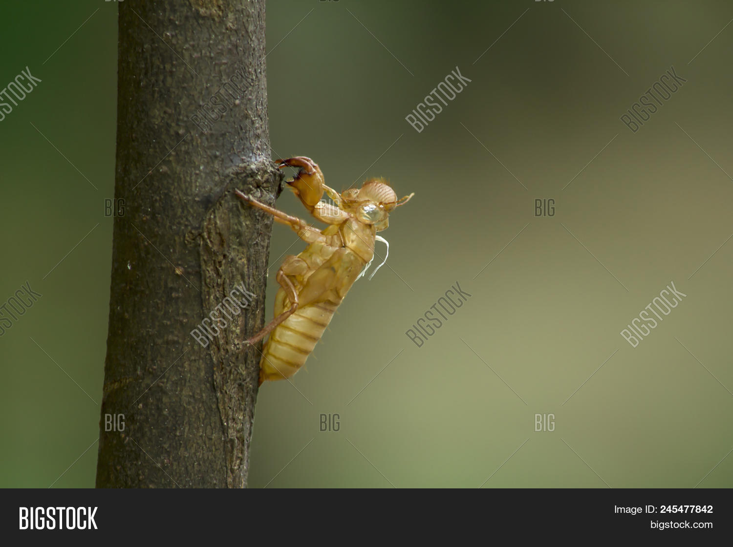 Skin Cicada On Branch Image & Photo (Free Trial) | Bigstock