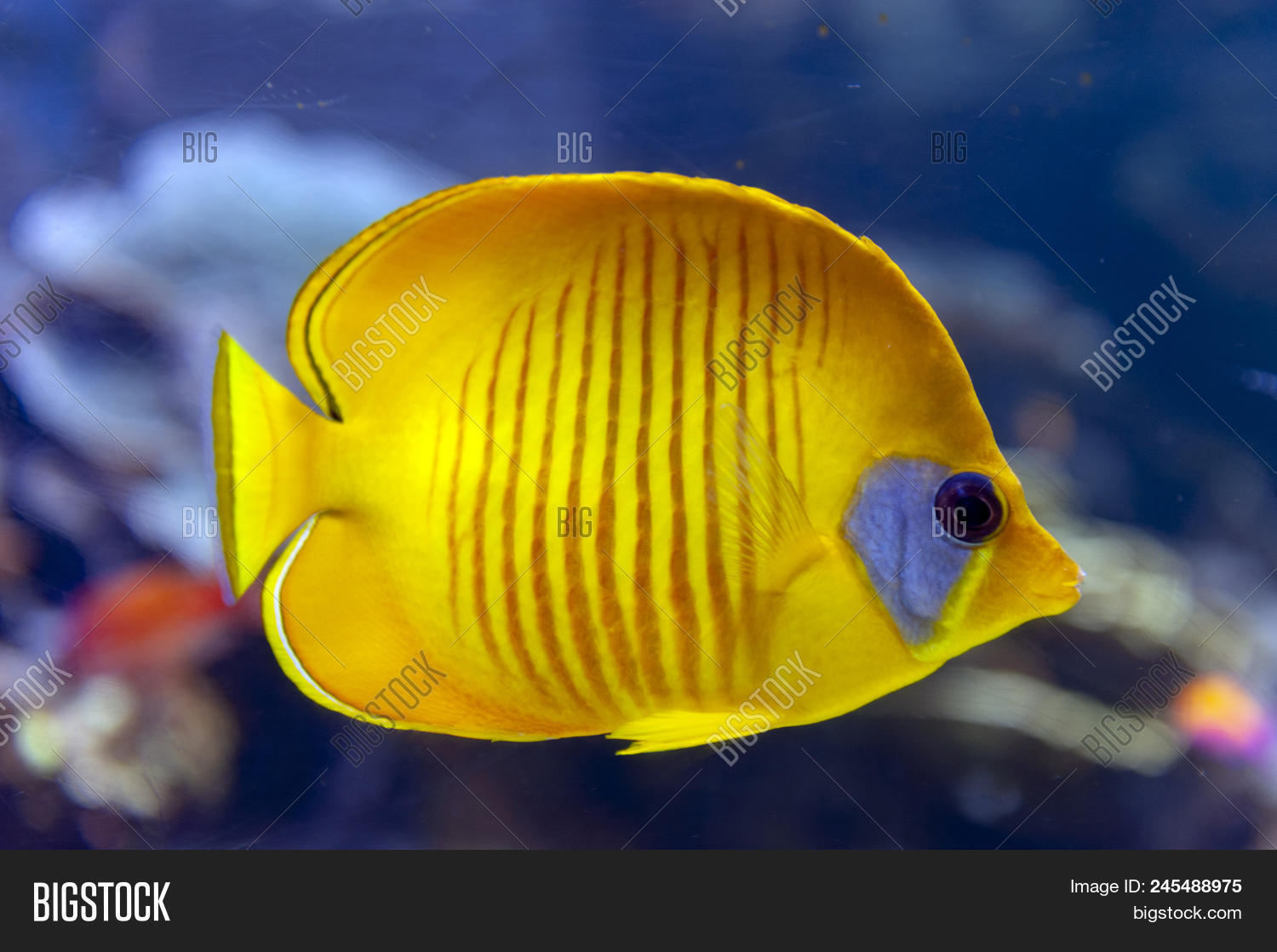 Coral Reef Fish Blue- Image & Photo (Free Trial) | Bigstock