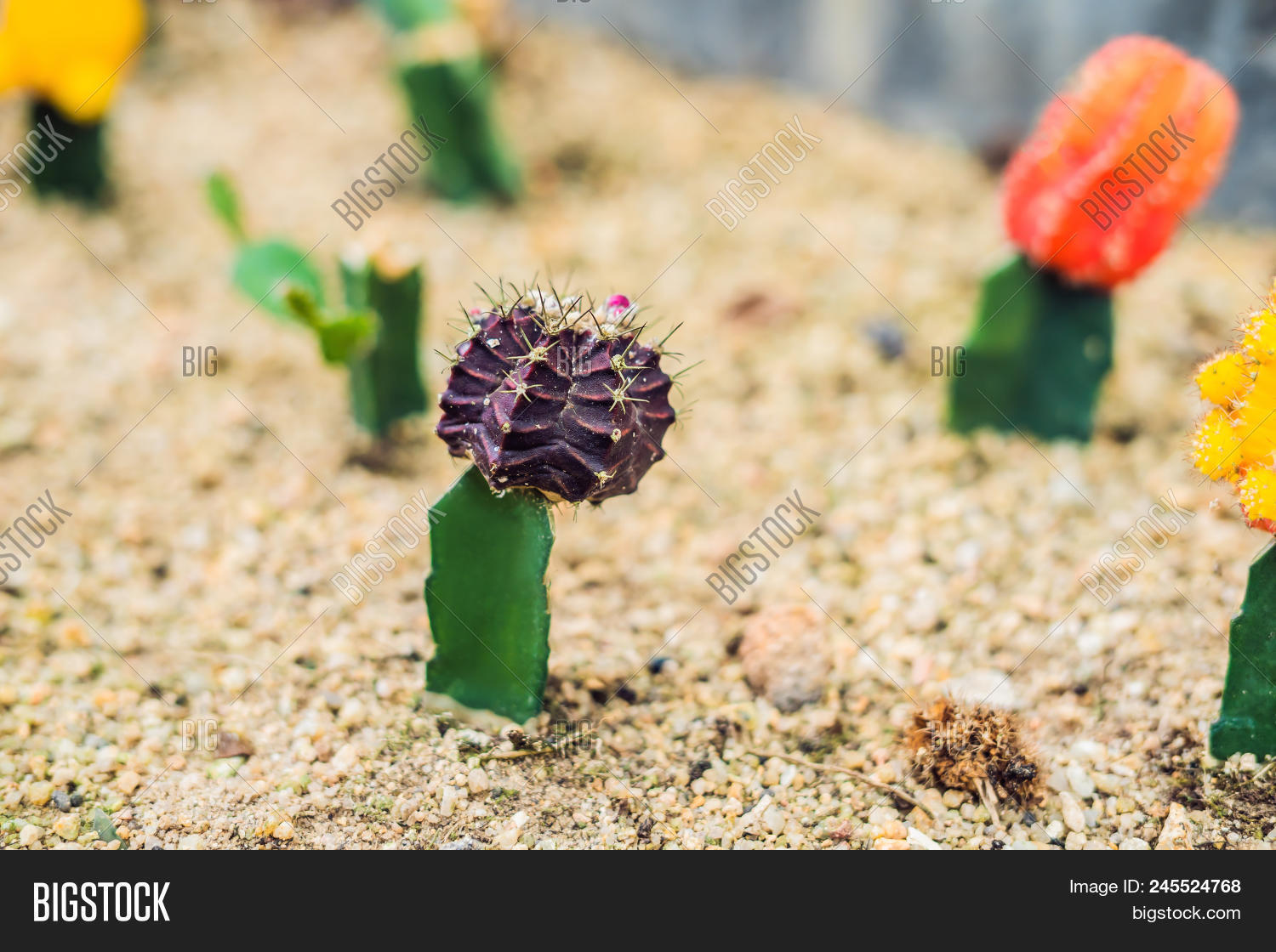 Moon Cactus Image & Photo (Free Trial) | Bigstock