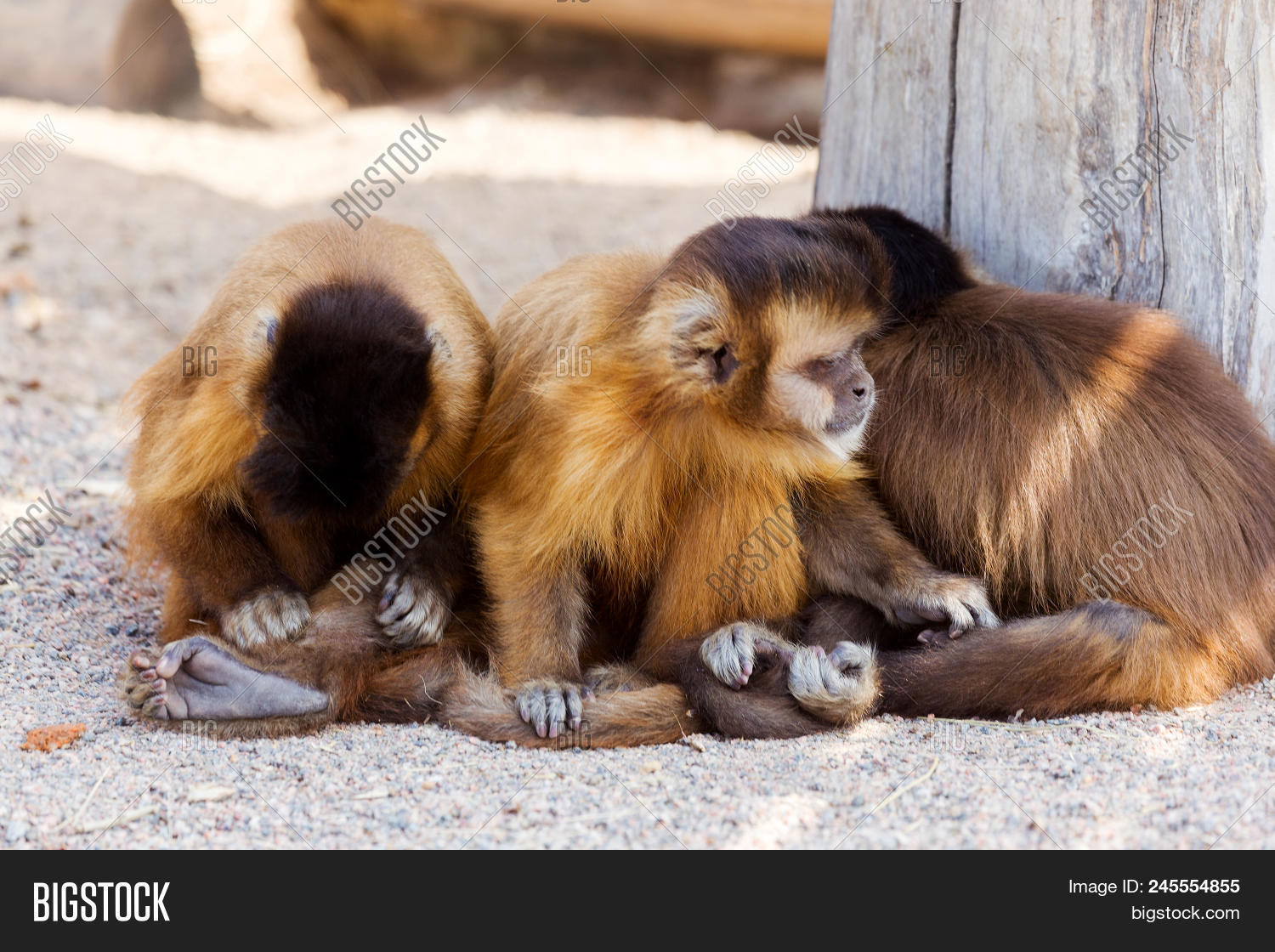 Group Young Charming Image & Photo (Free Trial) | Bigstock