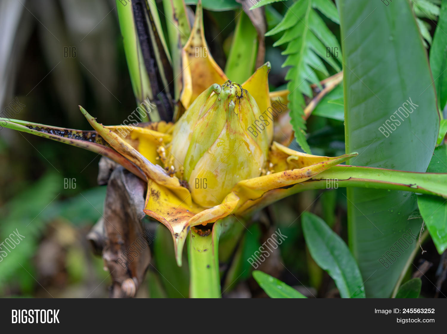 Side View Golden Lotus Image & Photo (Free Trial) | Bigstock