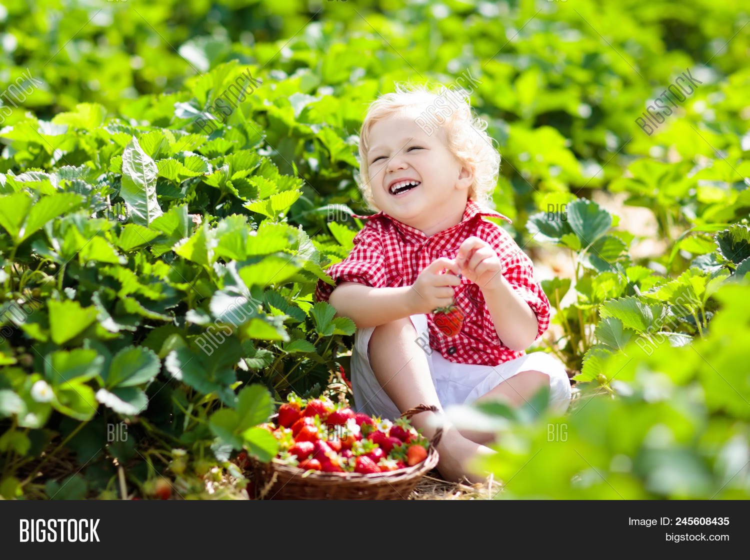 Kids Pick Strawberry Image & Photo (Free Trial) | Bigstock