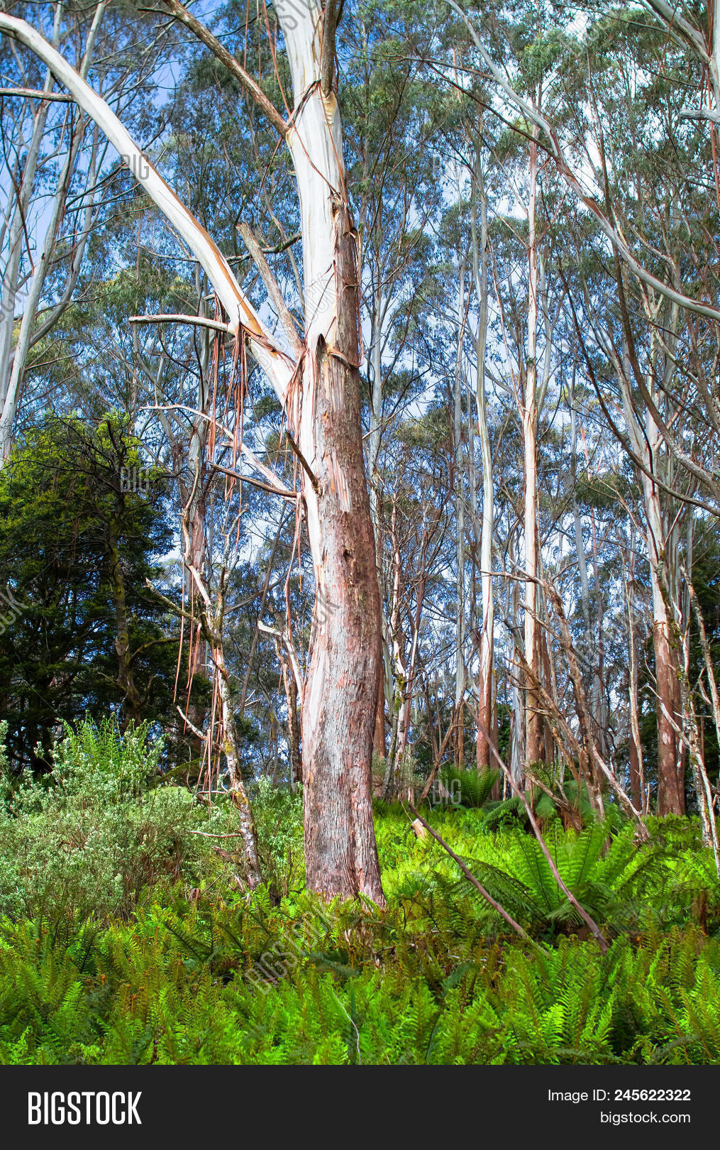 Eucalypt Forest Yarra Image & Photo (Free Trial) | Bigstock