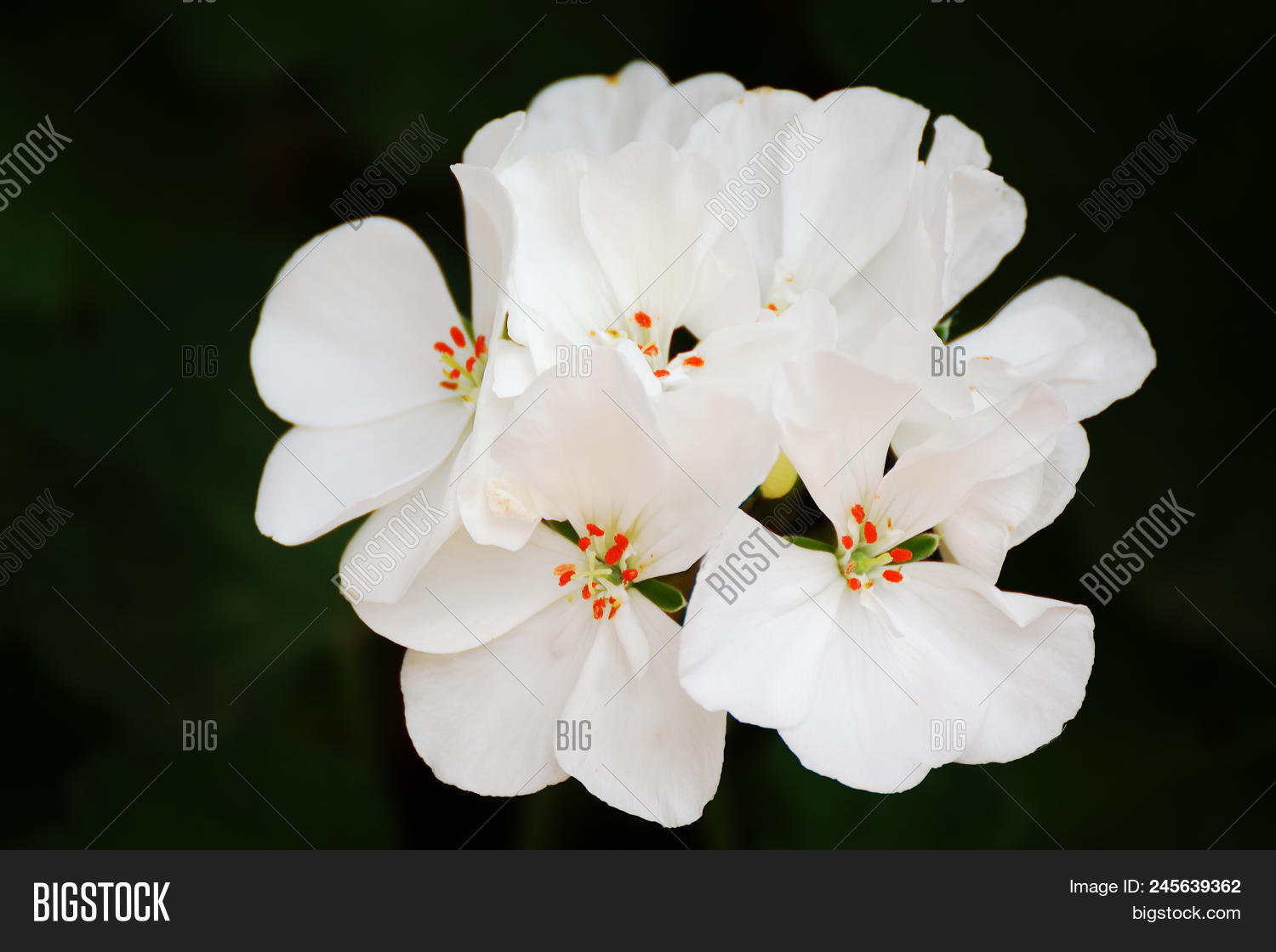 White Geranium Flower Image & Photo (Free Trial) | Bigstock