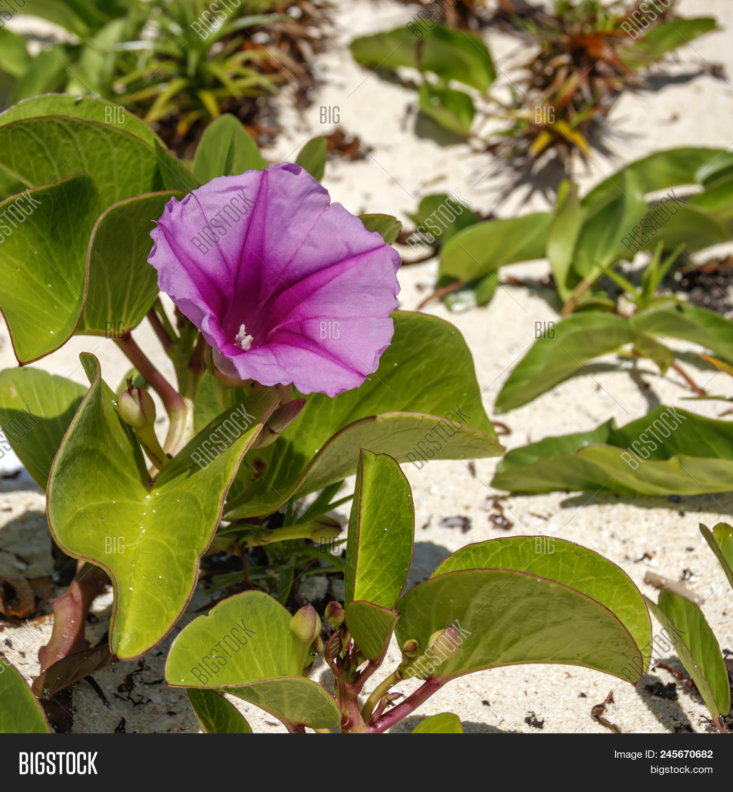 Pink Beach Moonflower Image & Photo (Free Trial) | Bigstock