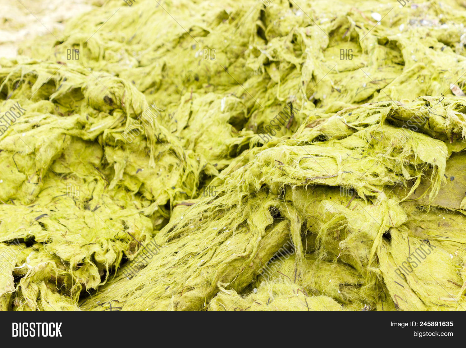 Close- Green Algae Image & Photo (Free Trial) | Bigstock