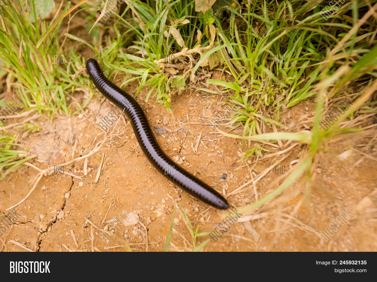 Giant Insect Worm On Image & Photo (Free Trial) | Bigstock