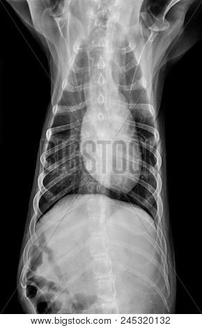 X-ray Film Dog Lateral Image & Photo (Free Trial) | Bigstock
