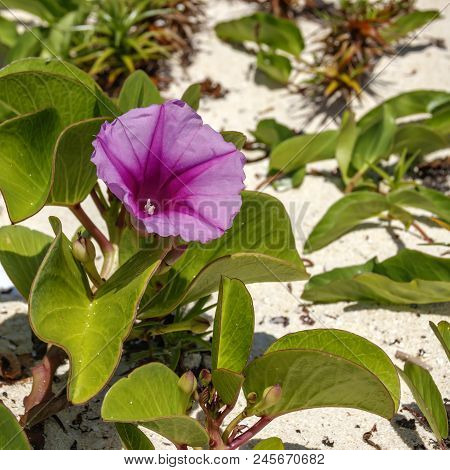 Pink Beach Moonflower Image & Photo (Free Trial) | Bigstock