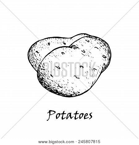 Potato Vector Drawing Vector & Photo (Free Trial) | Bigstock
