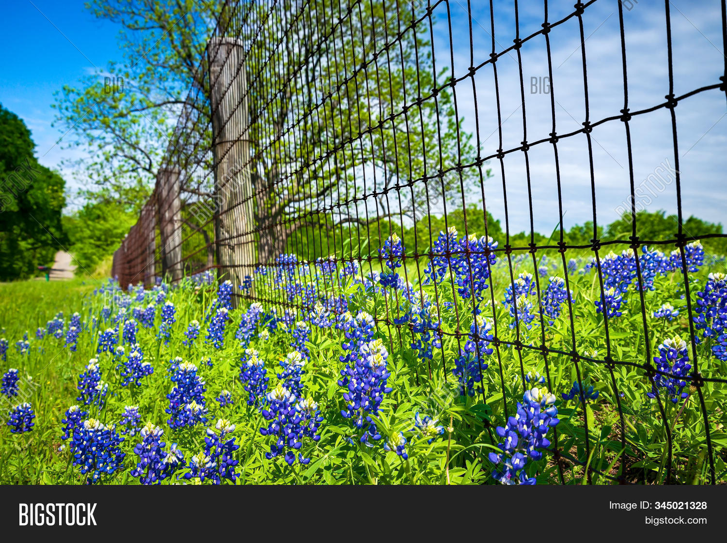 Bluebonnets Blooming Image & Photo (Free Trial) | Bigstock