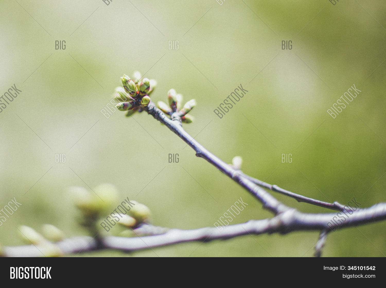 Spring Mood Vibrations Image & Photo (Free Trial) | Bigstock