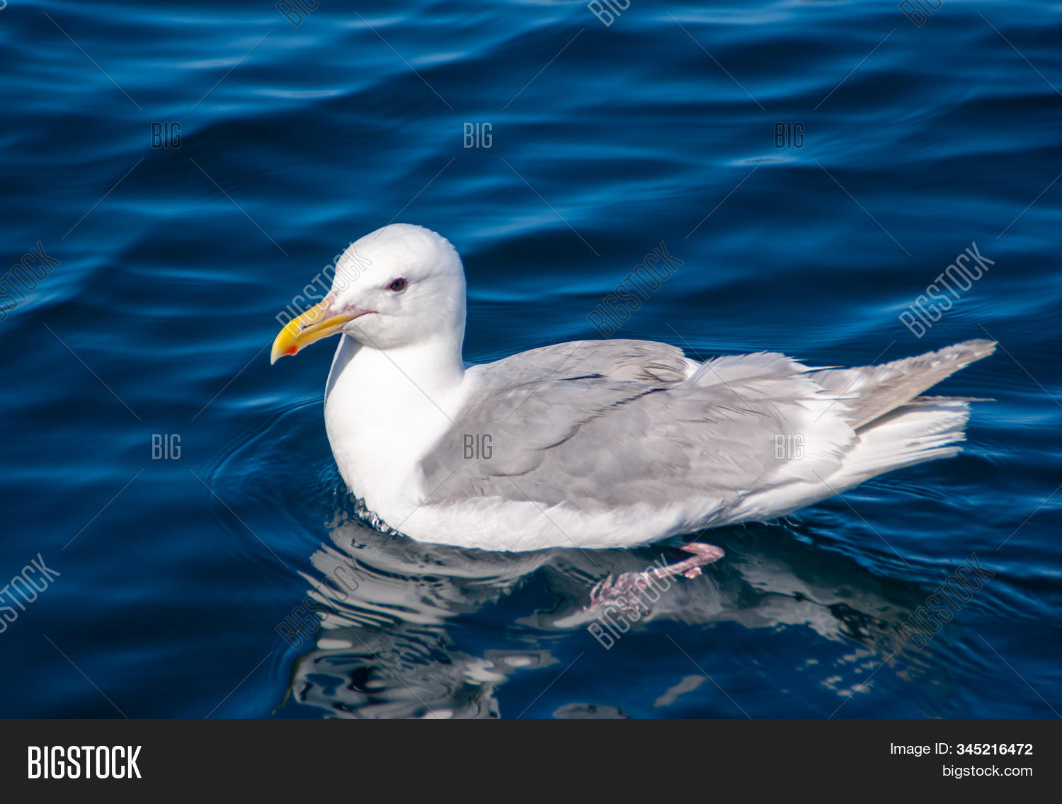 One Seagull Swimming Image & Photo (Free Trial) | Bigstock