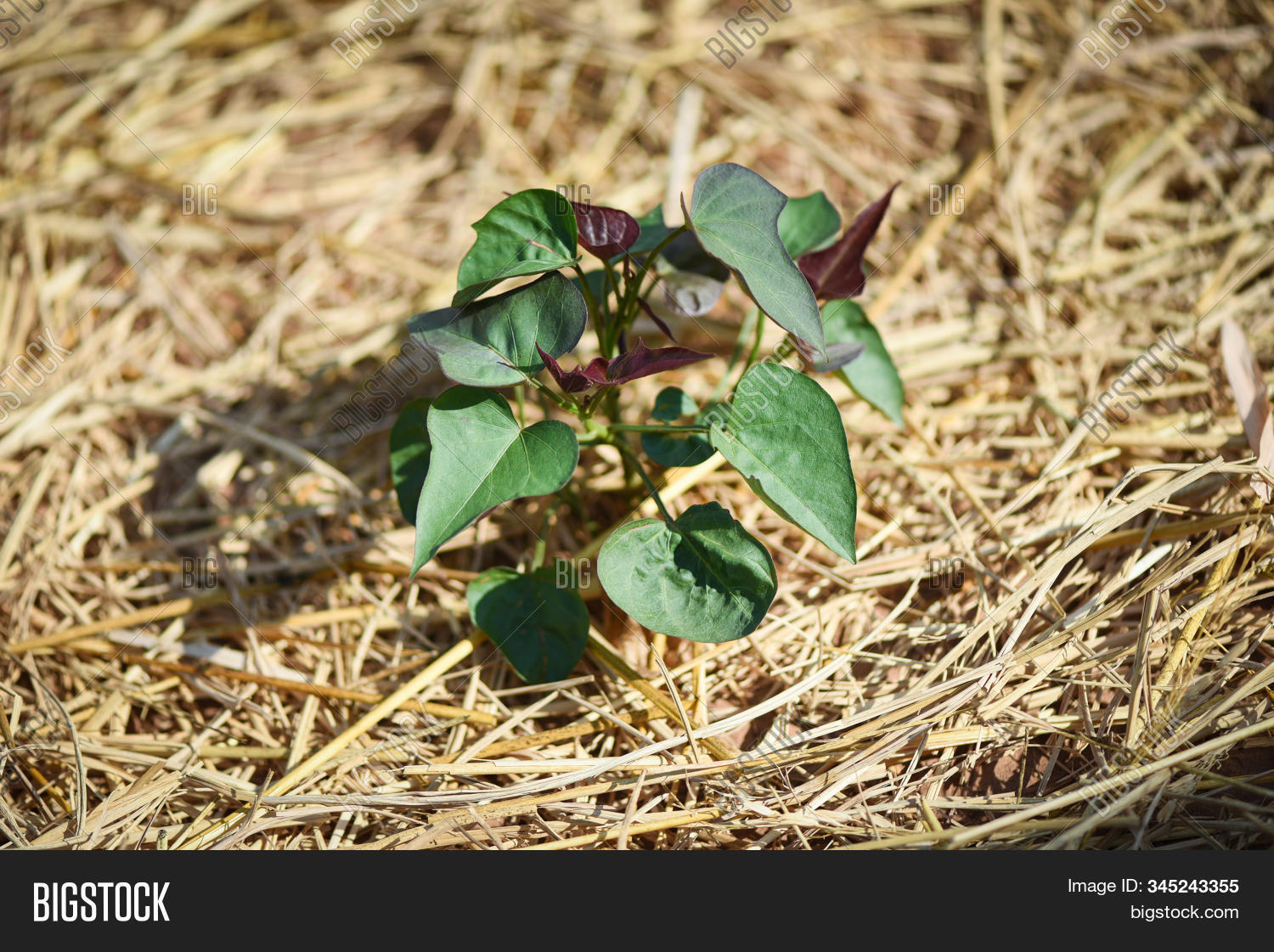 Planting Yams Potato Image & Photo (Free Trial) | Bigstock