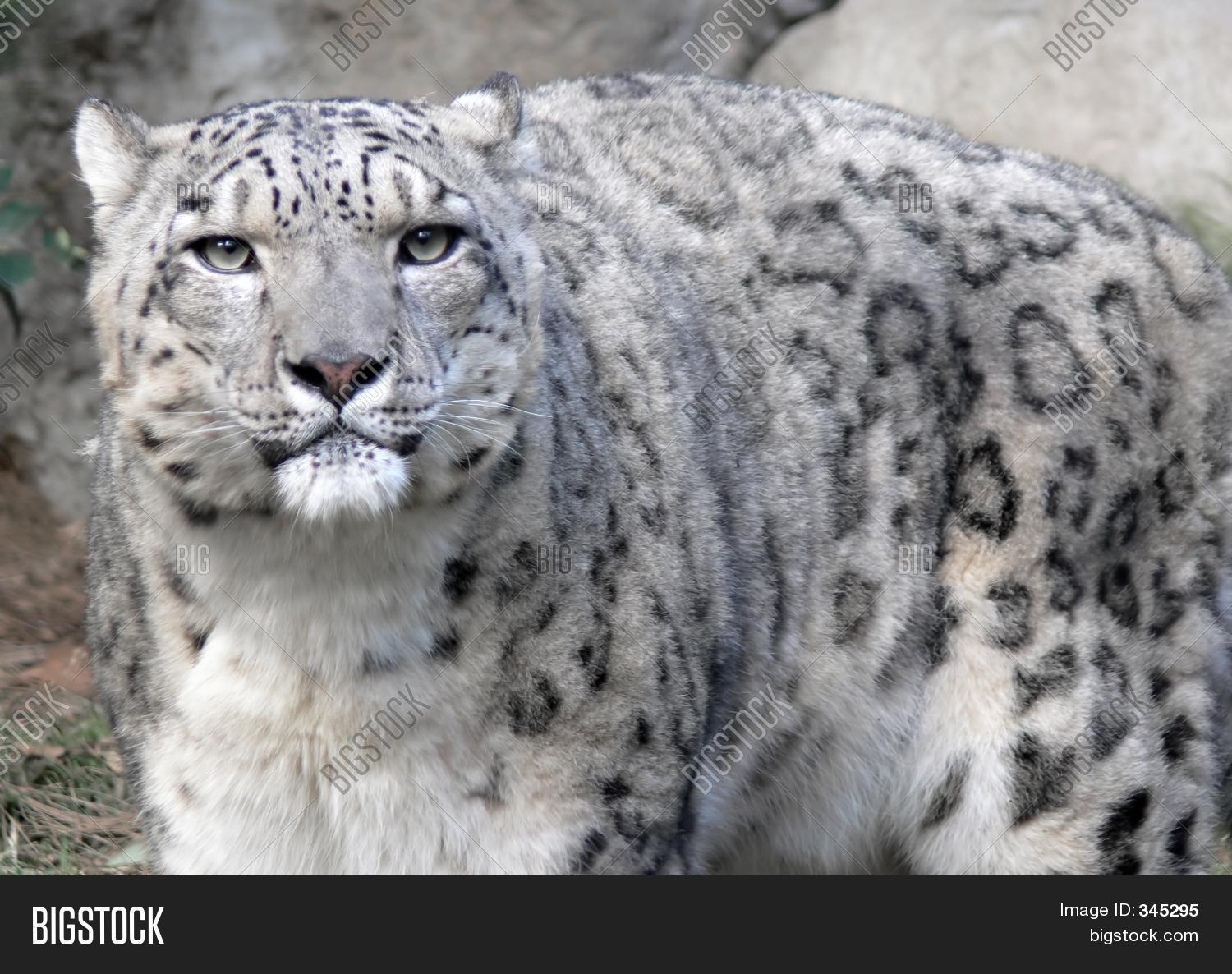 Snow Leopard Image & Photo (Free Trial) | Bigstock