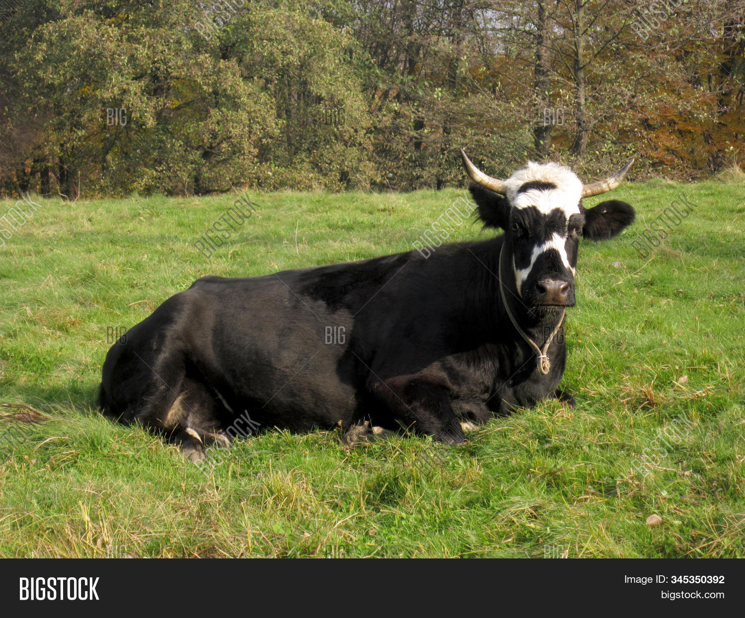 Black Bull White Spots Image & Photo (Free Trial) | Bigstock