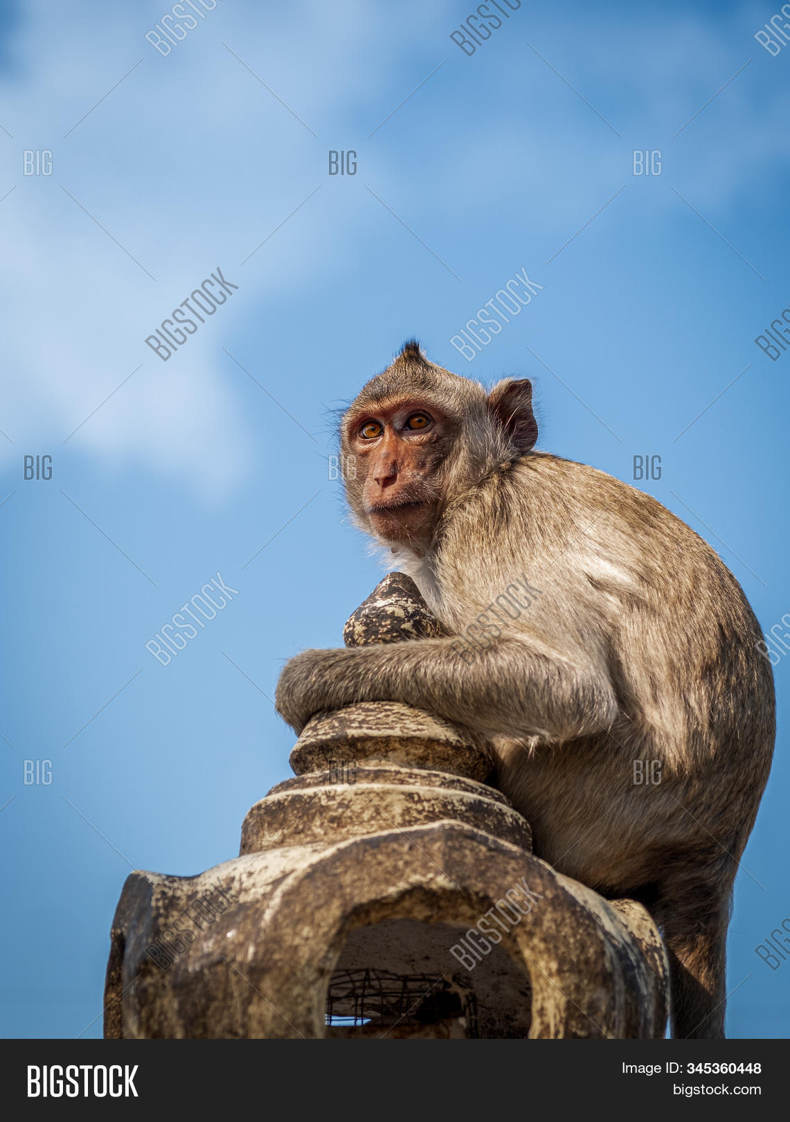 Young Monkey Temple Image & Photo (Free Trial) | Bigstock