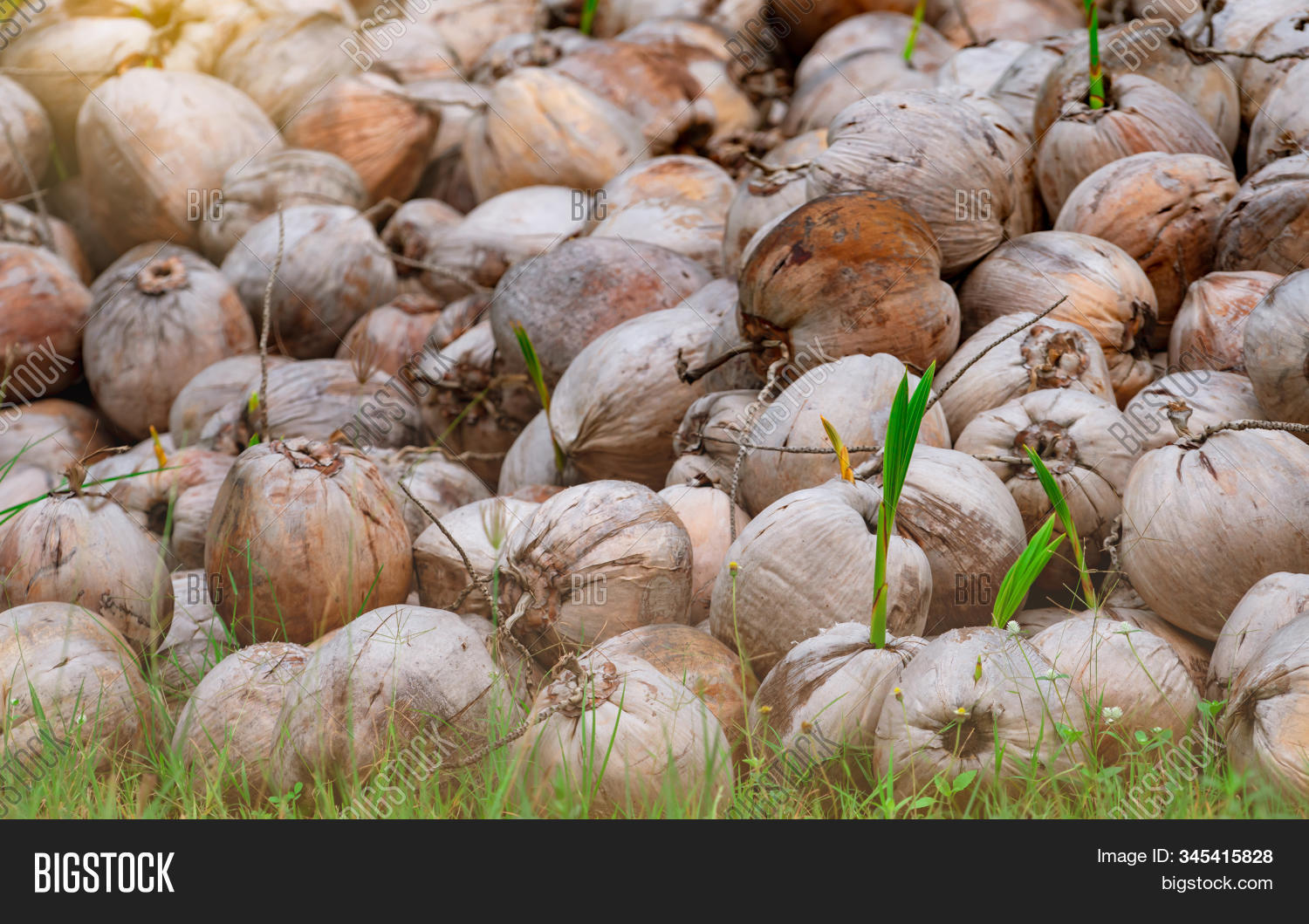 Pile Young Coconut Image & Photo (Free Trial) | Bigstock