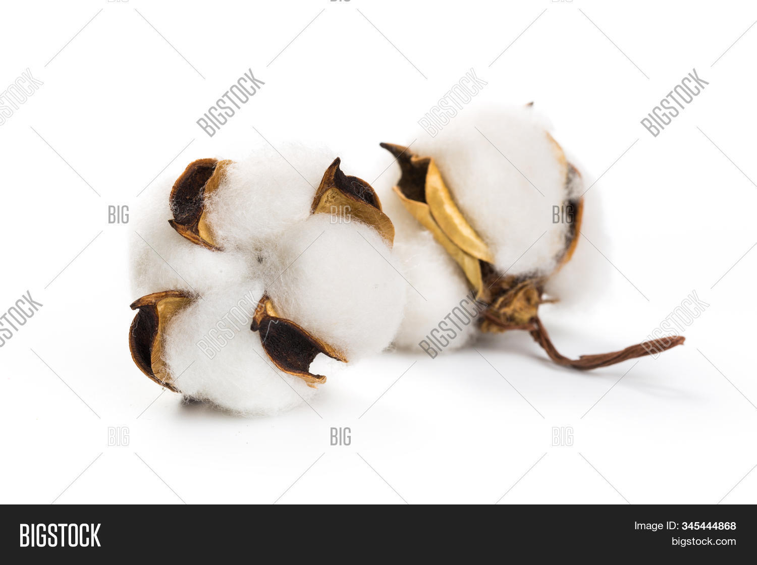 Cotton Ball Animals