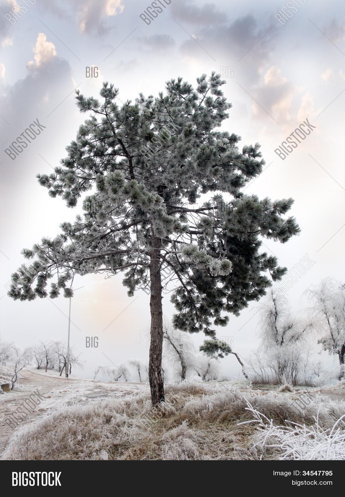 Frozen Tree Image & Photo (Free Trial) | Bigstock