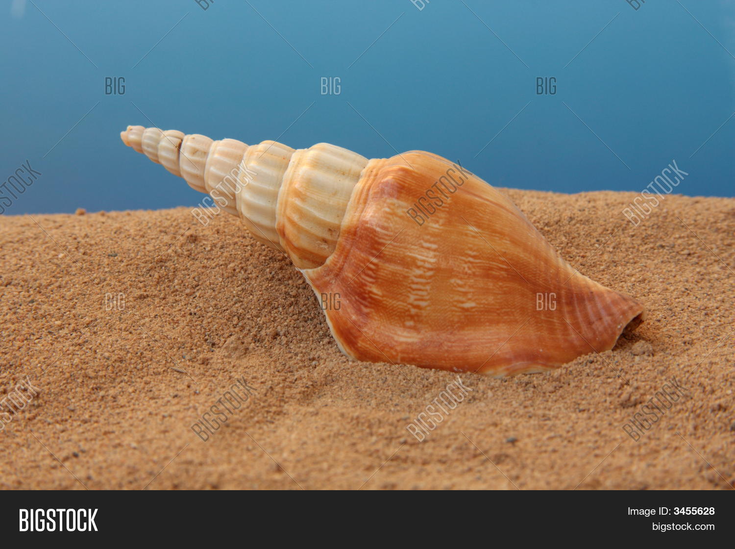 Seashell Image & Photo (Free Trial) | Bigstock