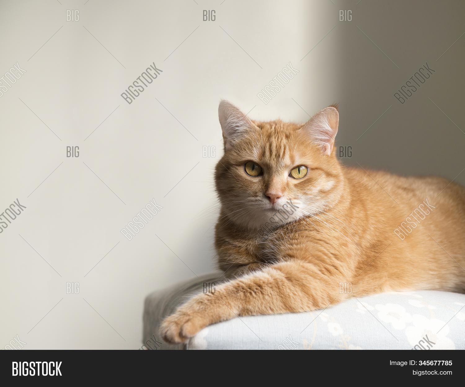 Funny Red Cat Cozy Image & Photo (Free Trial) | Bigstock