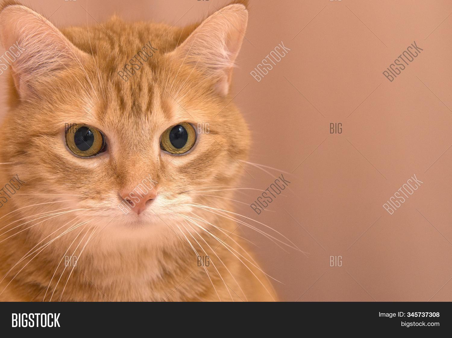 Funny Red Cat Cozy Image & Photo (Free Trial) | Bigstock