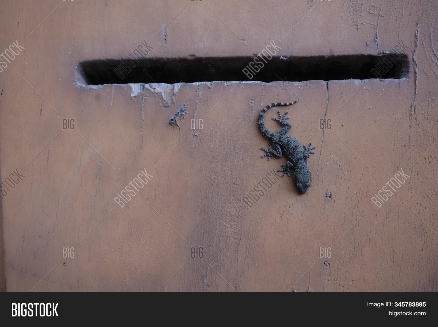 House Lizard Little Image & Photo (Free Trial) | Bigstock