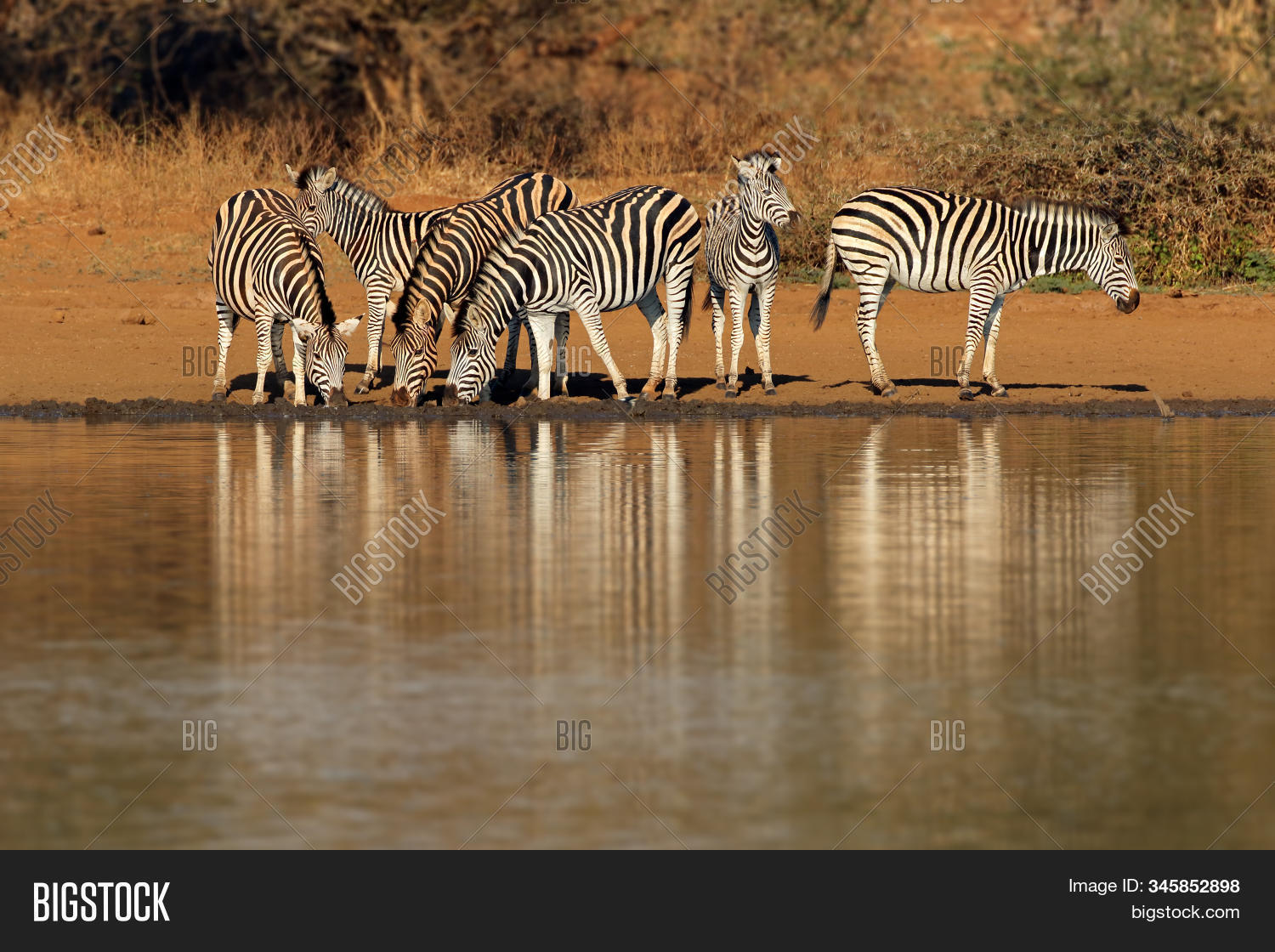 Herd Plains Zebras ( Image & Photo (Free Trial) | Bigstock