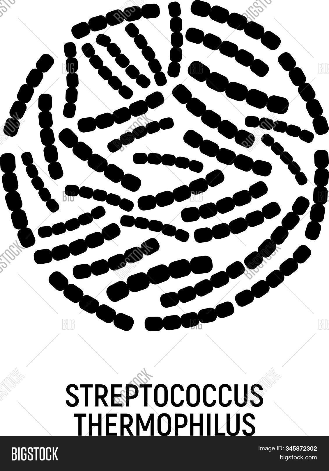 Streptococcus Vector & Photo (Free Trial) | Bigstock