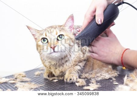 Groomer Cut Cat Hair Image & Photo (Free Trial) | Bigstock