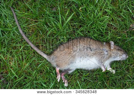Dead Rat. Poisoned Image & Photo (Free Trial) | Bigstock